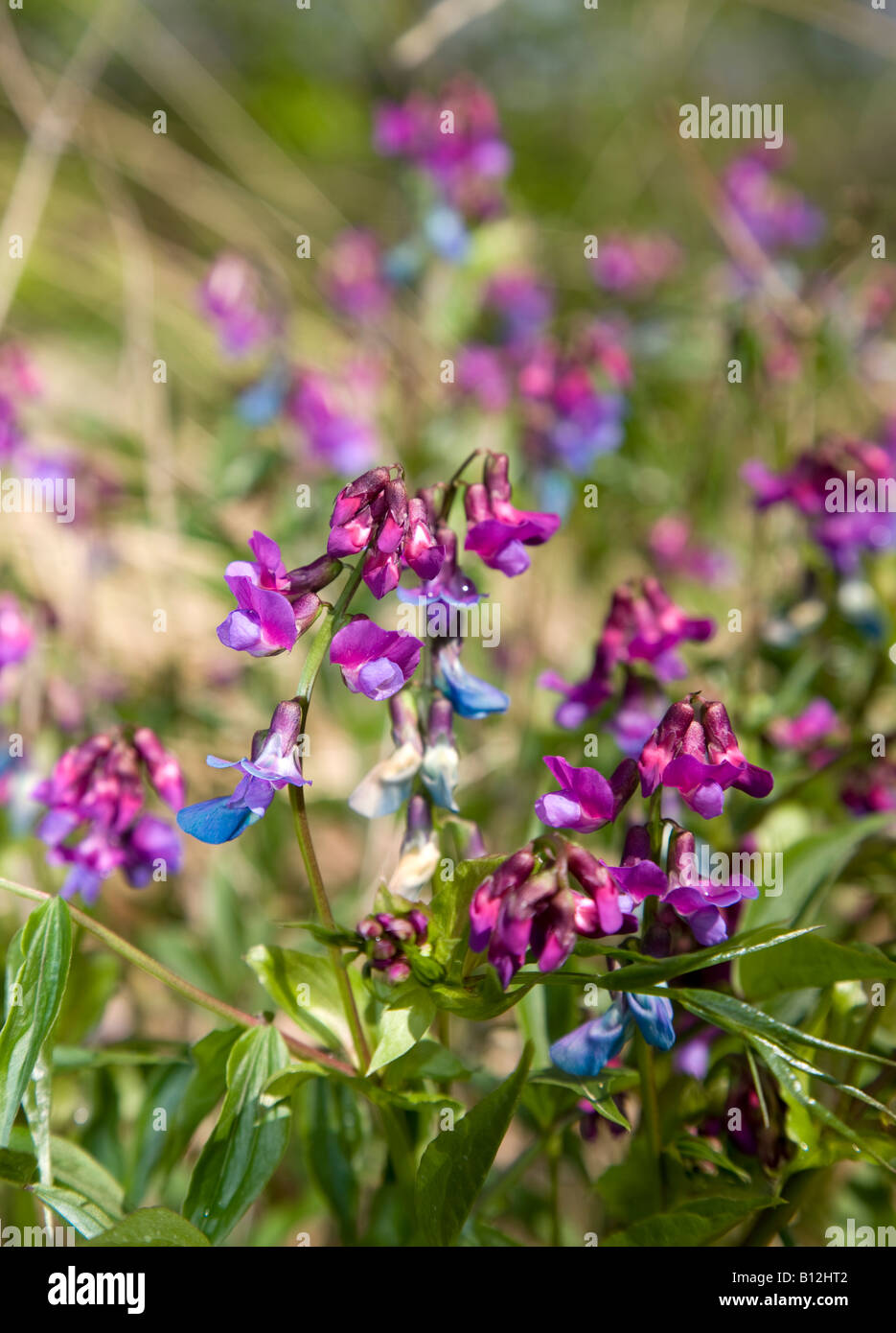 Spring Pea (Lathyrus vernus Stock Photo - Alamy