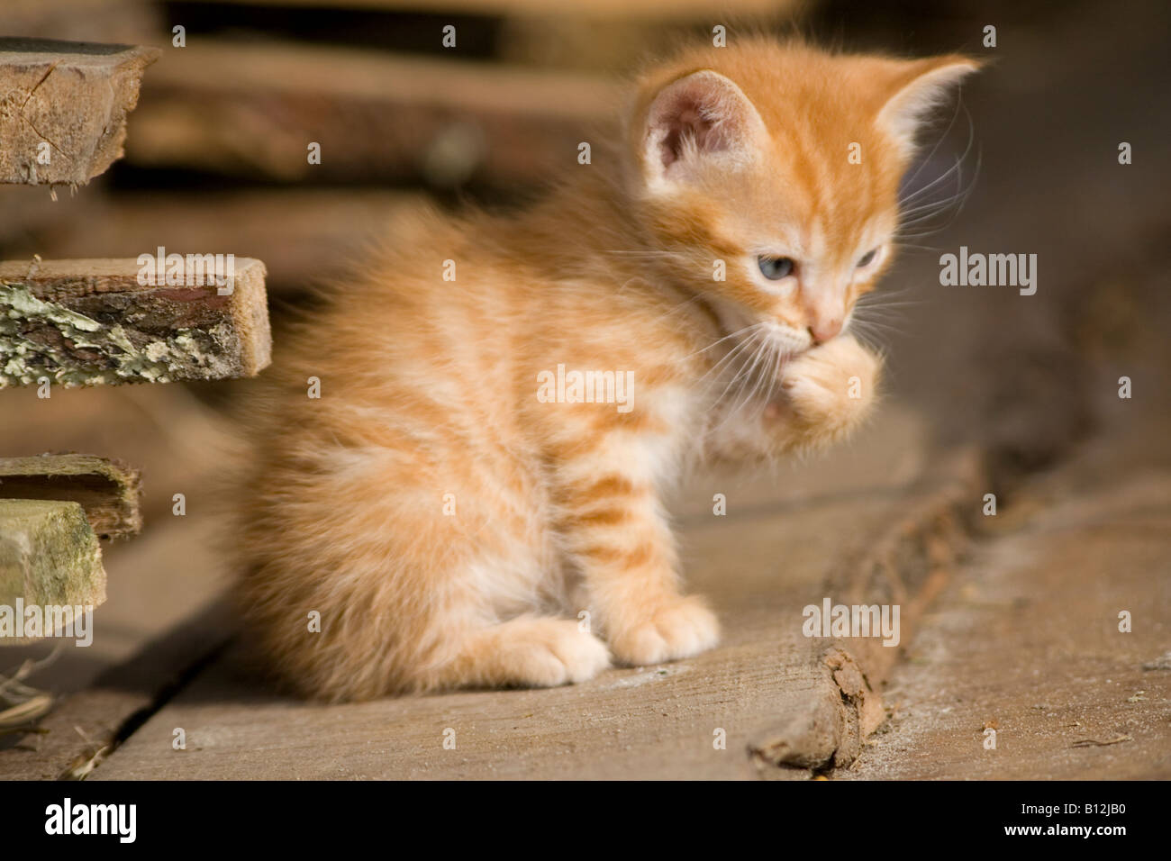 Katzenbaby behavior hi-res stock photography and images - Alamy