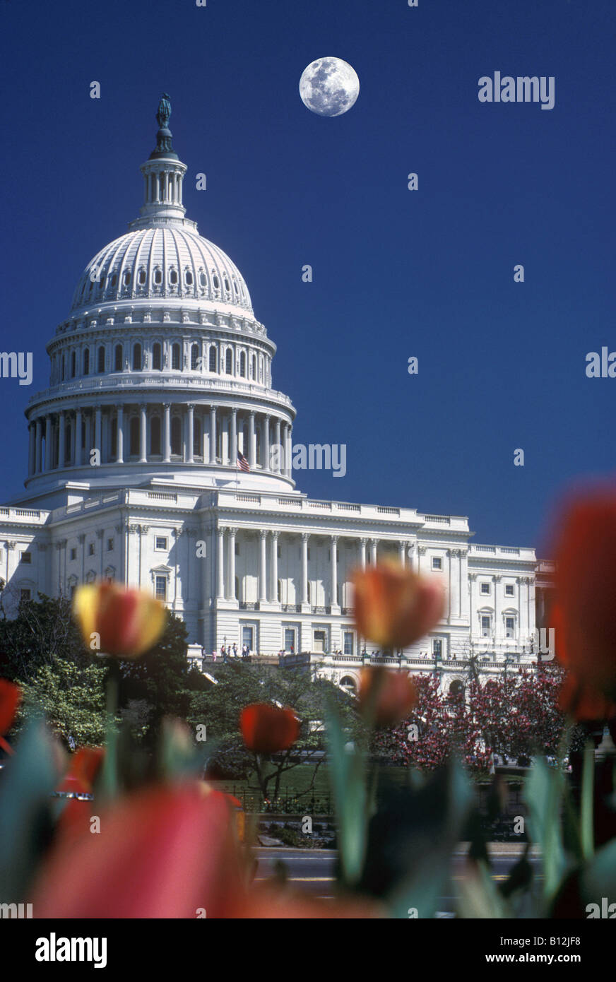 RED YELLOW TULIPS IN FRONT OF CAPITOL BUILDING WASHINGTON DC USA Stock ...