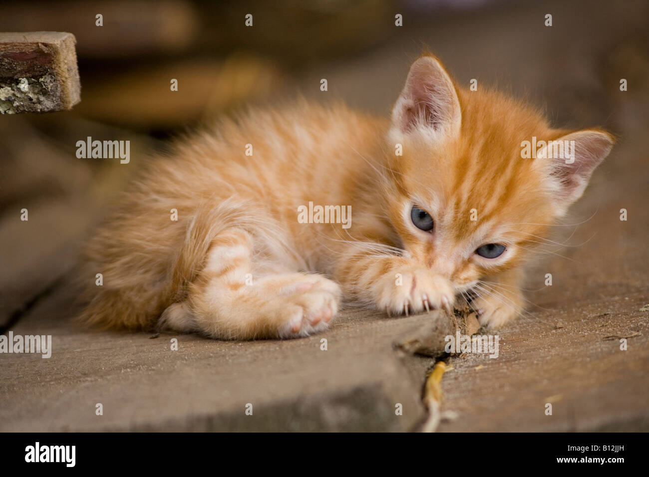 one baby cat Stock Photo - Alamy
