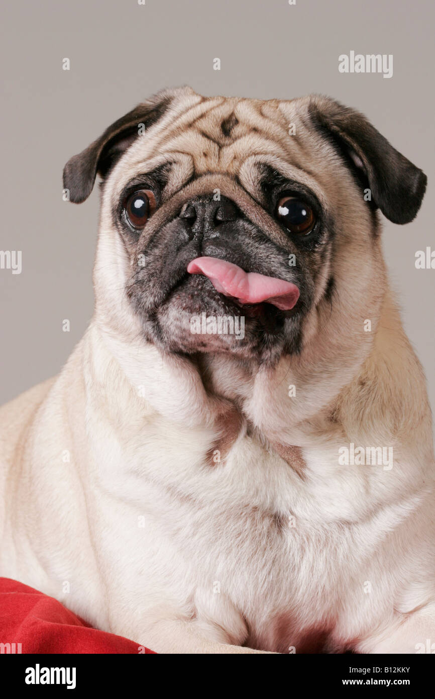 Portrait of a Pug Dog Stock Photo - Alamy