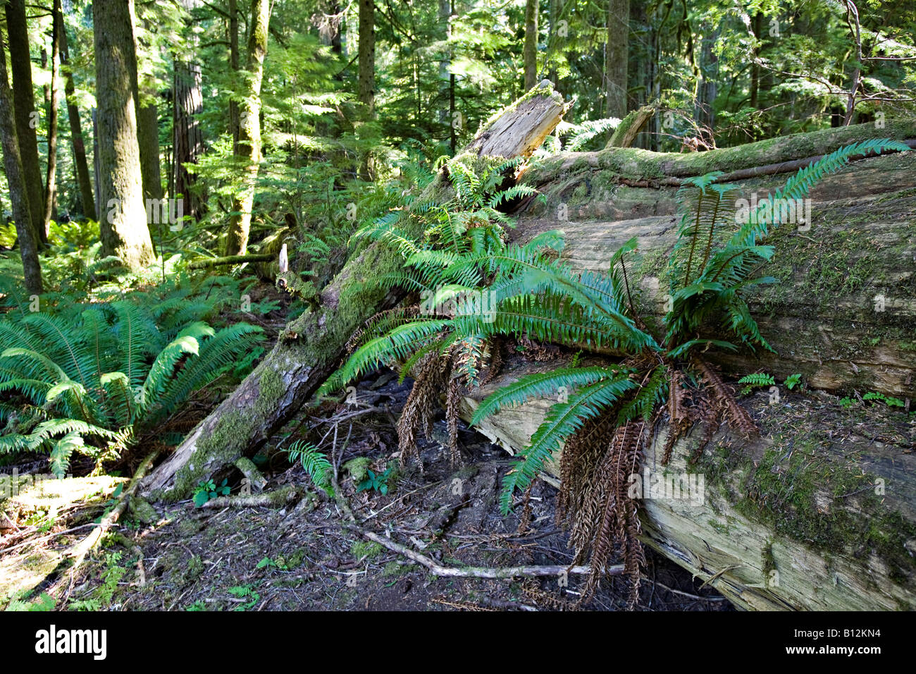 Fallen tree rotting on ground in coastal rainforest Vancouver island ...