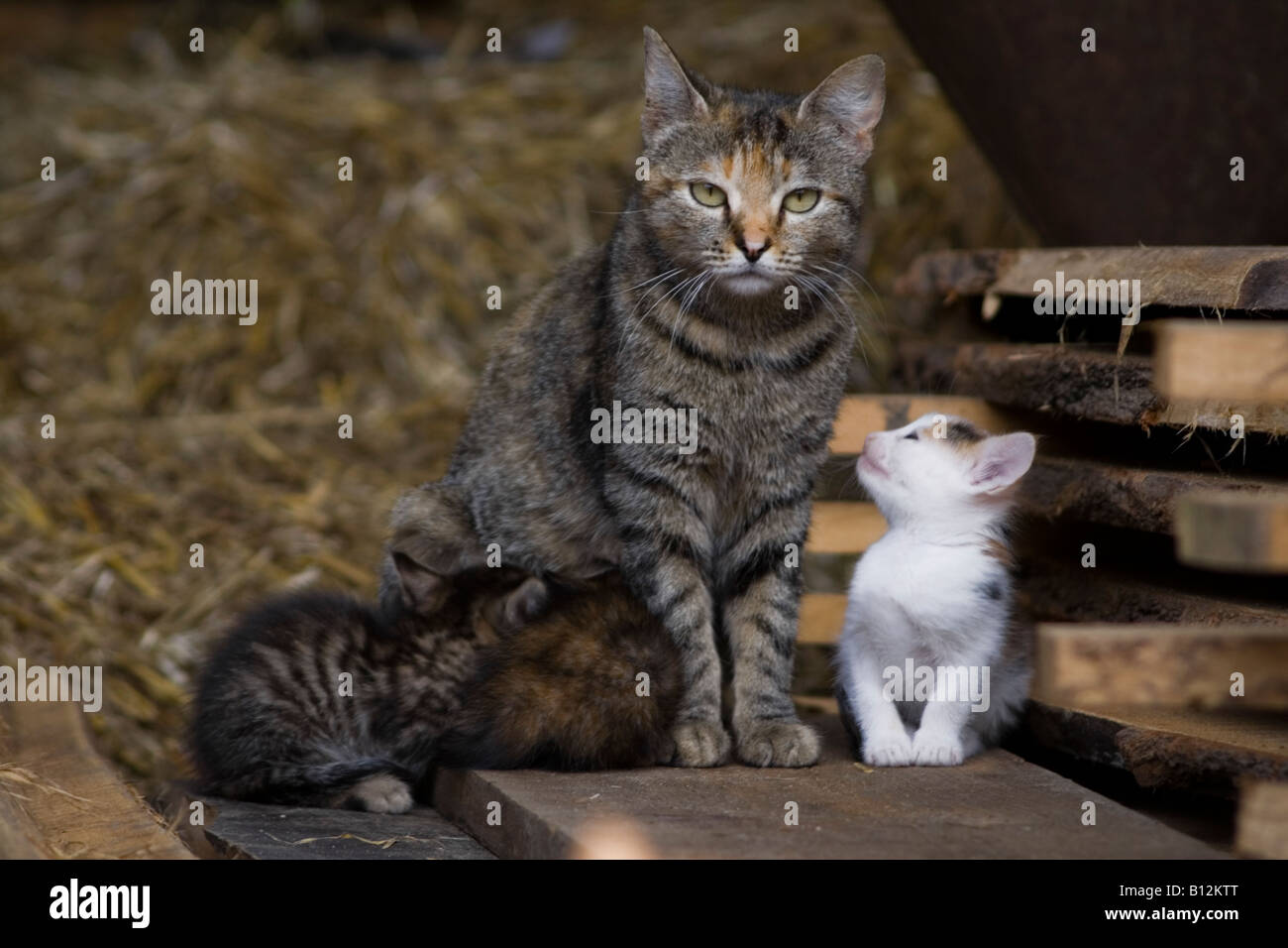 Three white cats garden hi-res stock photography and images - Alamy