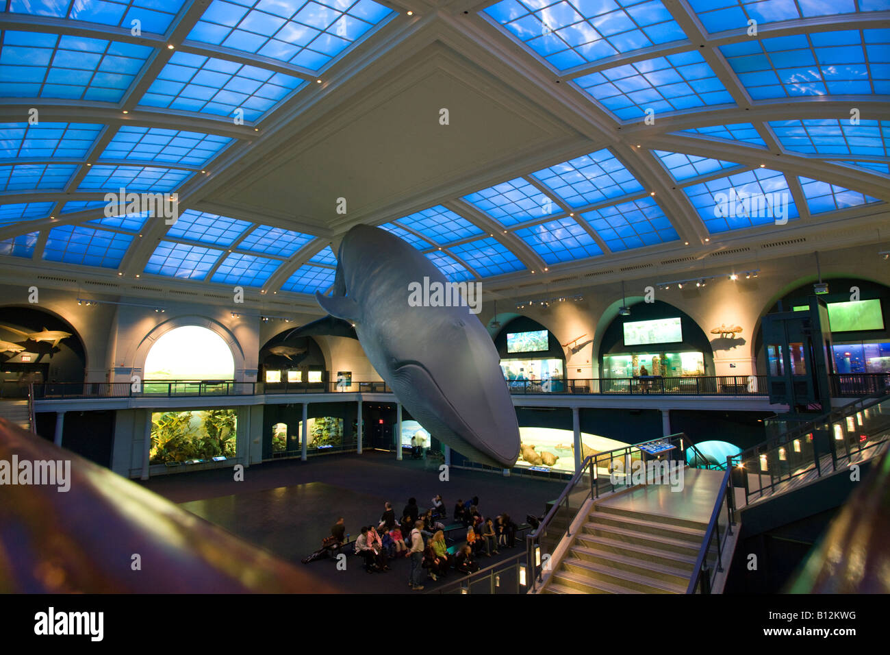 BLUE WHALE MODEL MILSTEIN HALL OF OCEAN LIFE (©TROWBRIDGE & LIVINGSTON ...