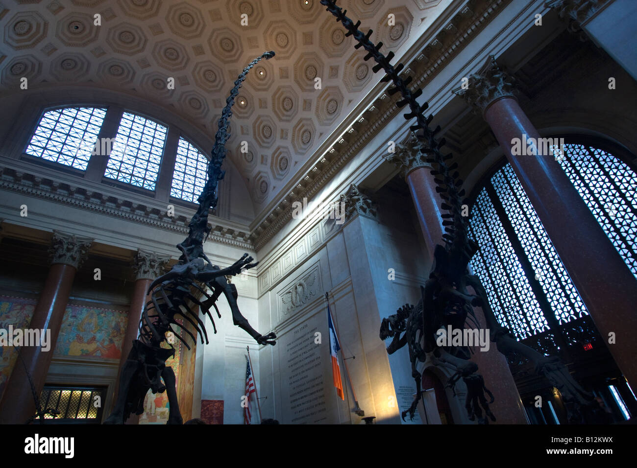 ROOSEVELT ROTUNDA BAROSAURUS ALLOSAURUS SKELETONS AMERICAN MUSEUM OF ...