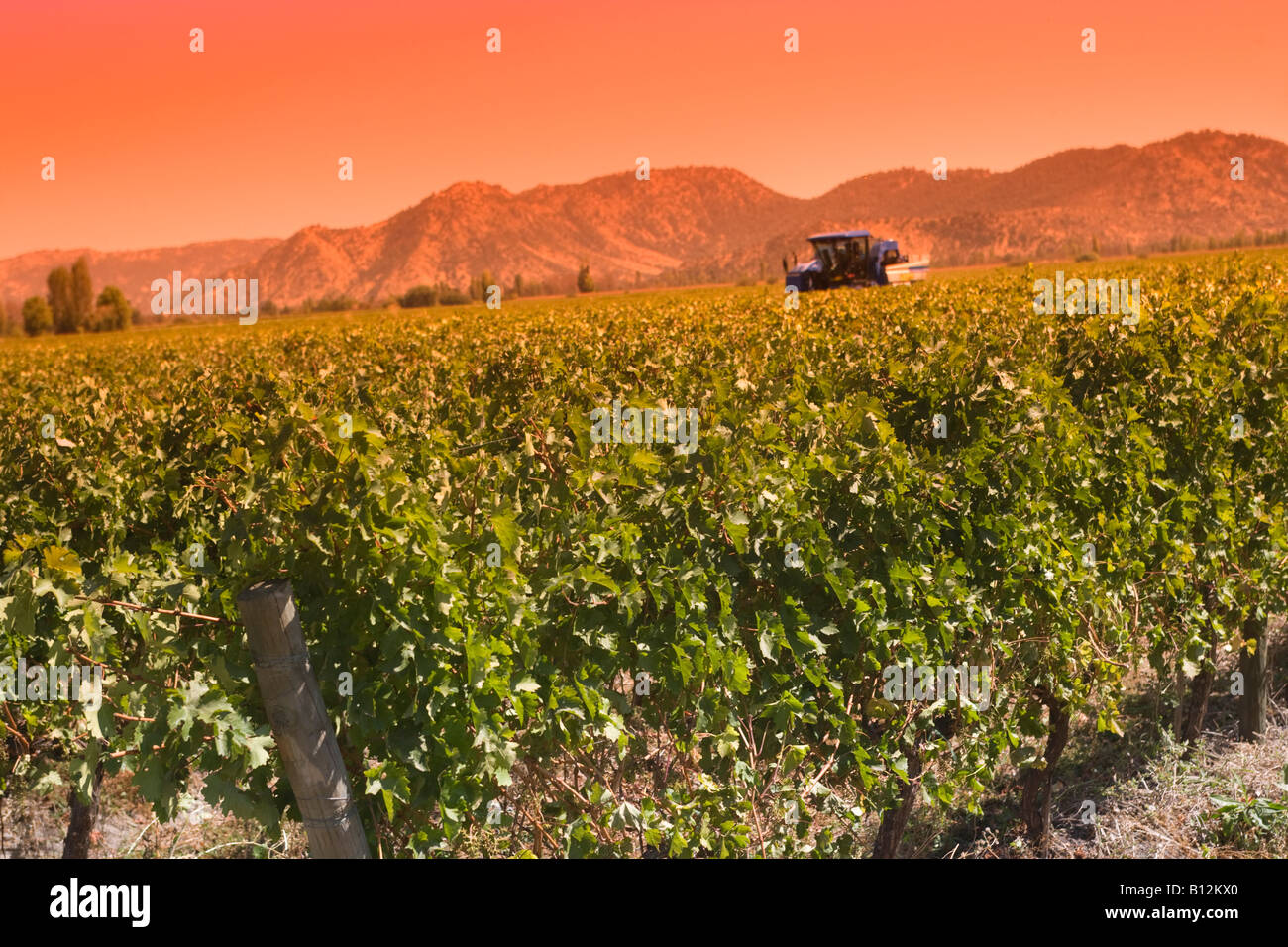 HARVESTING MACHINE CONCHA Y TORO VINEYARDS SANTA CRUZ COLCHAGUA VALLEY ...