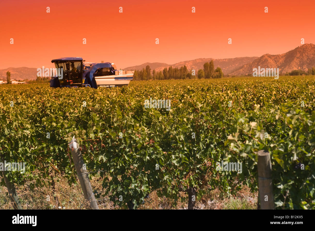 HARVESTING MACHINE CONCHA Y TORO VINEYARDS SANTA CRUZ COLCHAGUA VALLEY ...