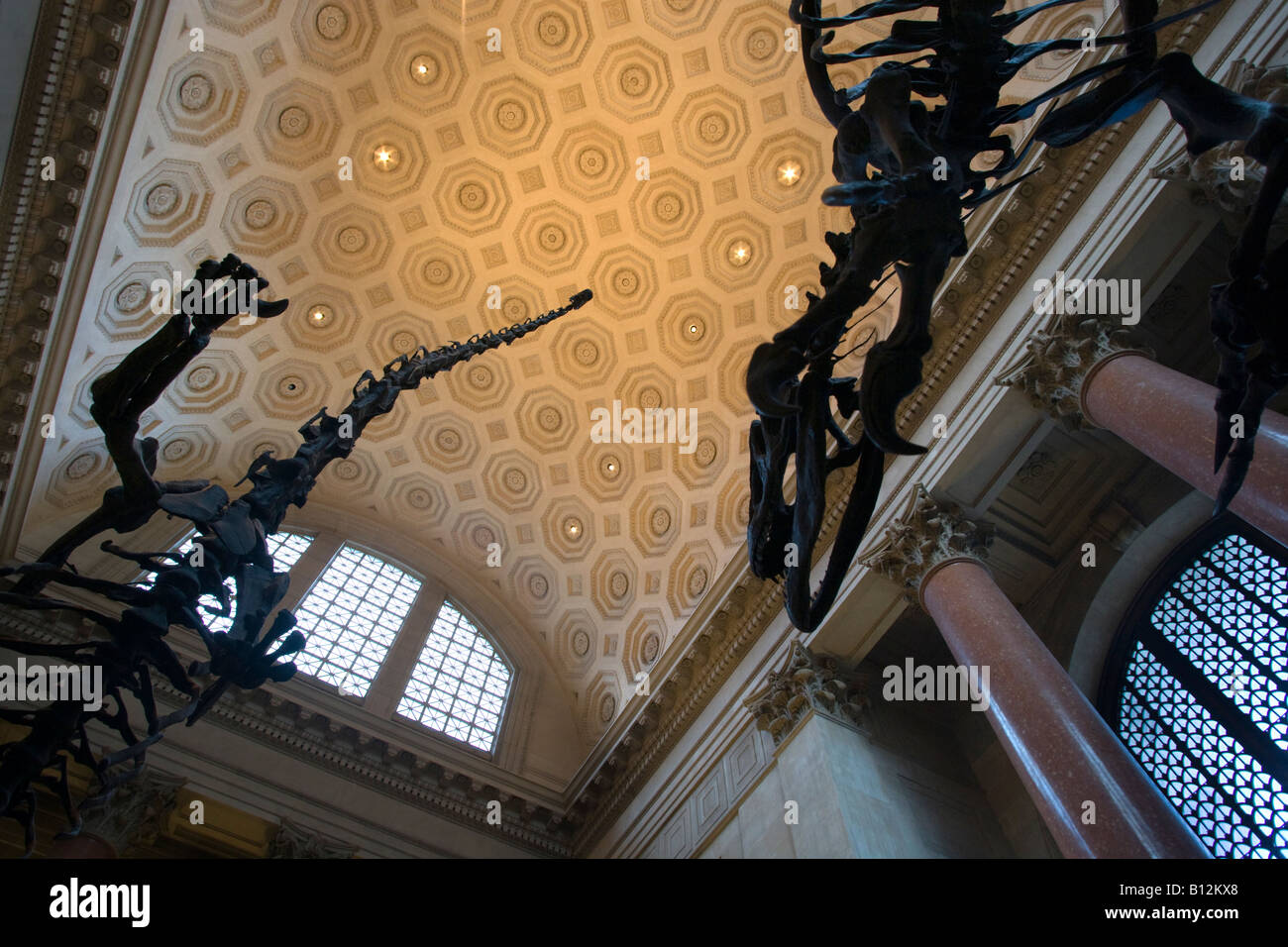ROOSEVELT ROTUNDA BAROSAURUS ALLOSAURUS SKELETONS AMERICAN MUSEUM OF ...