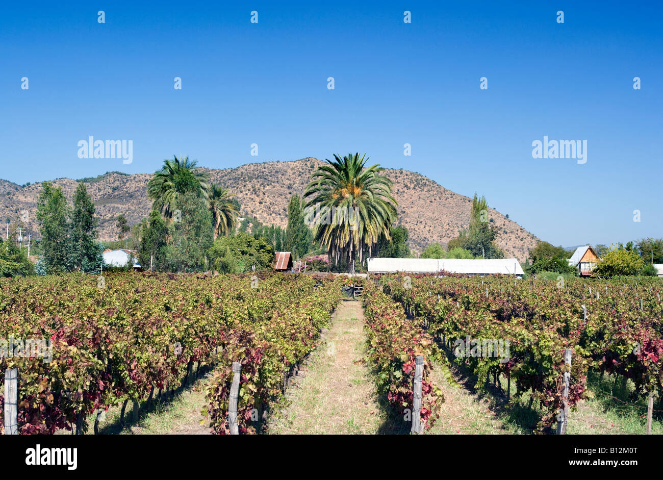 VINEYARD COLCHAGUA VALLEY CHILE Stock Photo - Alamy