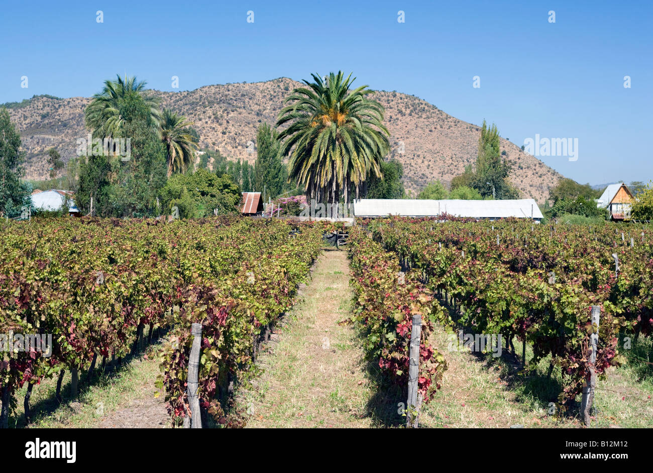 VINEYARD COLCHAGUA VALLEY CHILE Stock Photo - Alamy