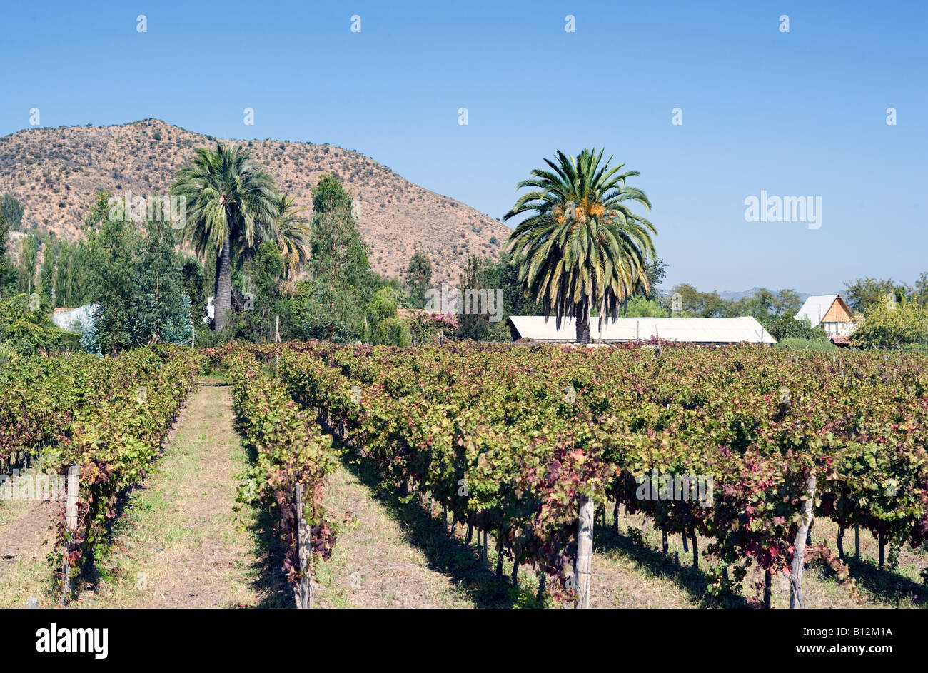 VINEYARD COLCHAGUA VALLEY CHILE Stock Photo - Alamy