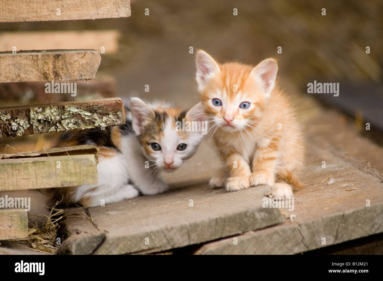 two baby cats Stock Photo - Alamy