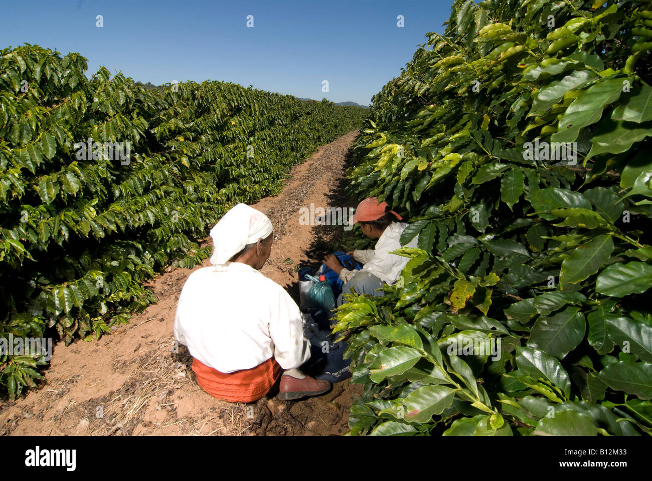 Women have a coffee break at Sao Benedito s coffee Farm state of Sao ...