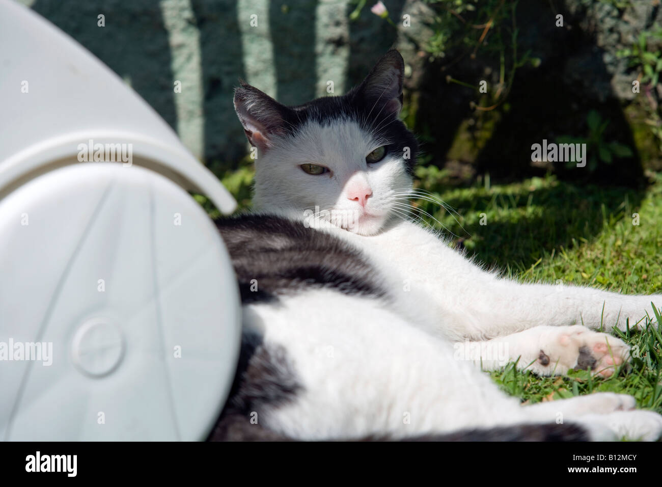 MALE CAT SUNBATHING IN GARDEN Stock Photo - Alamy