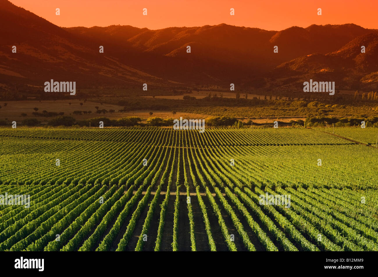 VINEYARD VINA SANTA CRUZ WINERY COLCHAGUA VALLEY CHILE Stock Photo - Alamy
