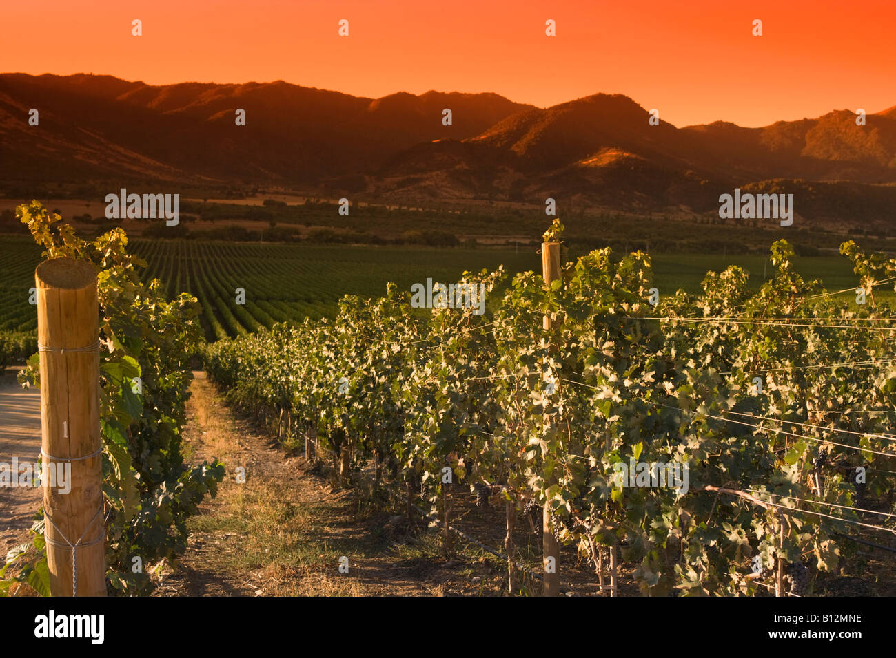 VINEYARDS VINA SANTA CRUZ WINERY COLCHAGUA VALLEY CHILE Stock Photo - Alamy