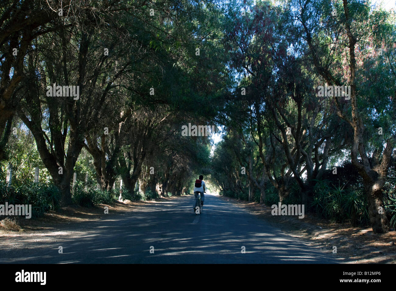 CYCLIST SHADED RURAL ROAD DON MAXIMIANO ESTATE VINA ERRAZURIZ WINERY ...