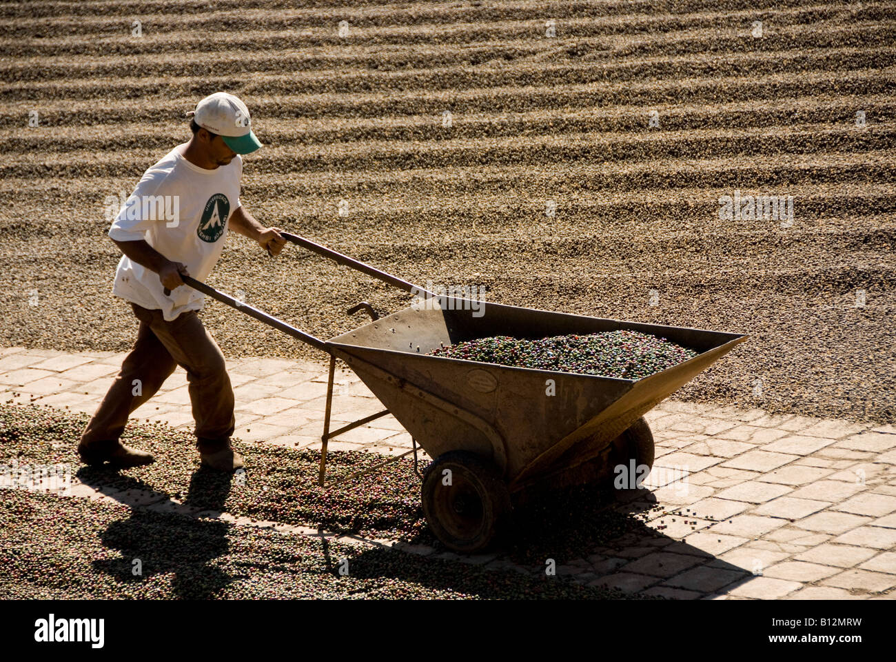 Man puts coffee to dry at Sao Benedito s Farm state of Sao Paulo Brazil ...