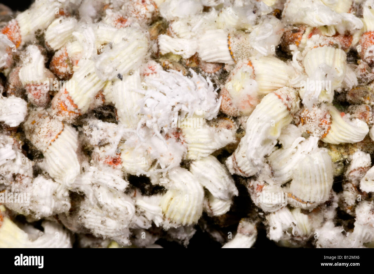 Cottony cushion scale and cryptolaemus ladybird larva Stock Photo - Alamy