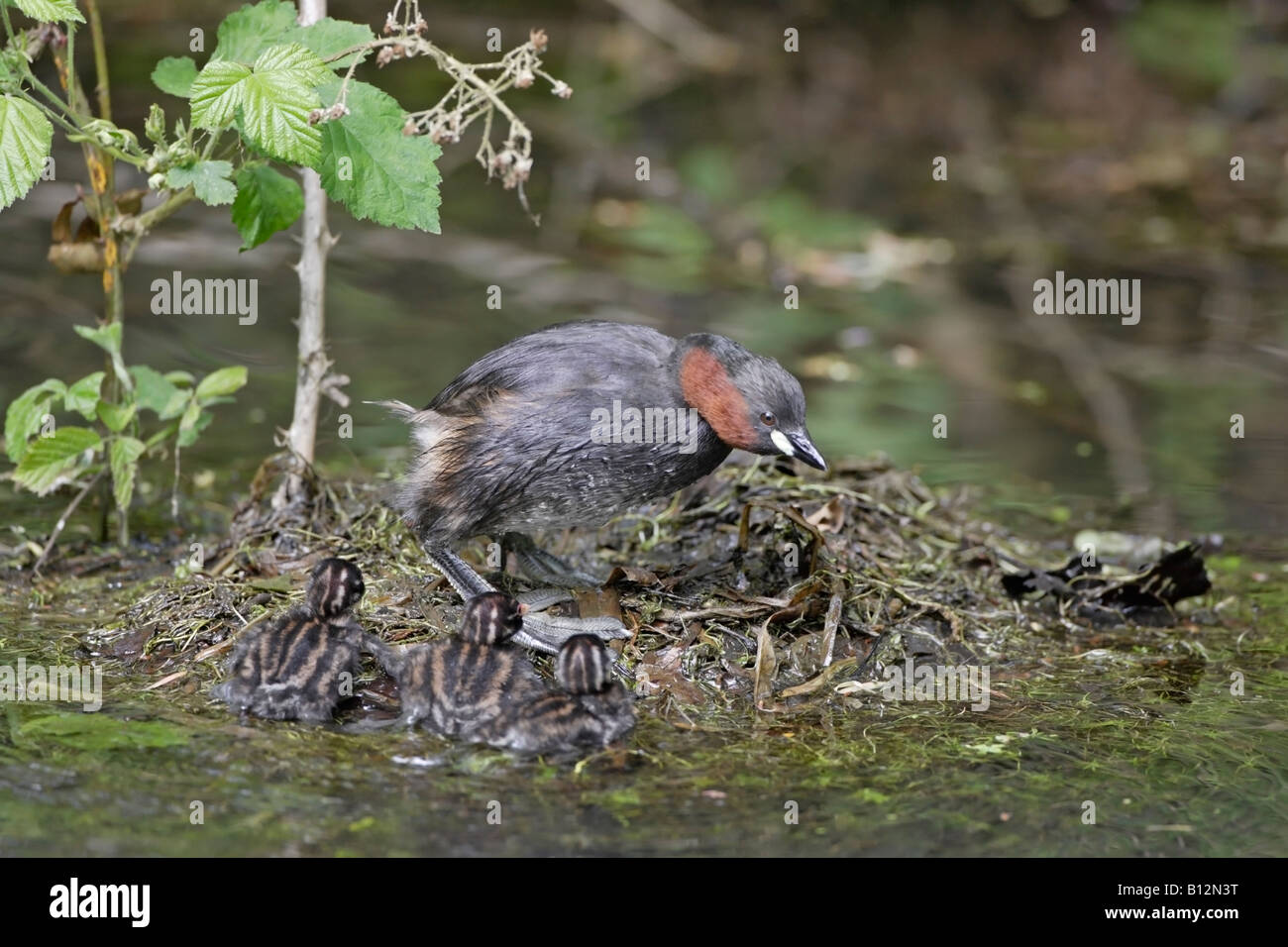 Grebe nest feet hi-res stock photography and images - Alamy