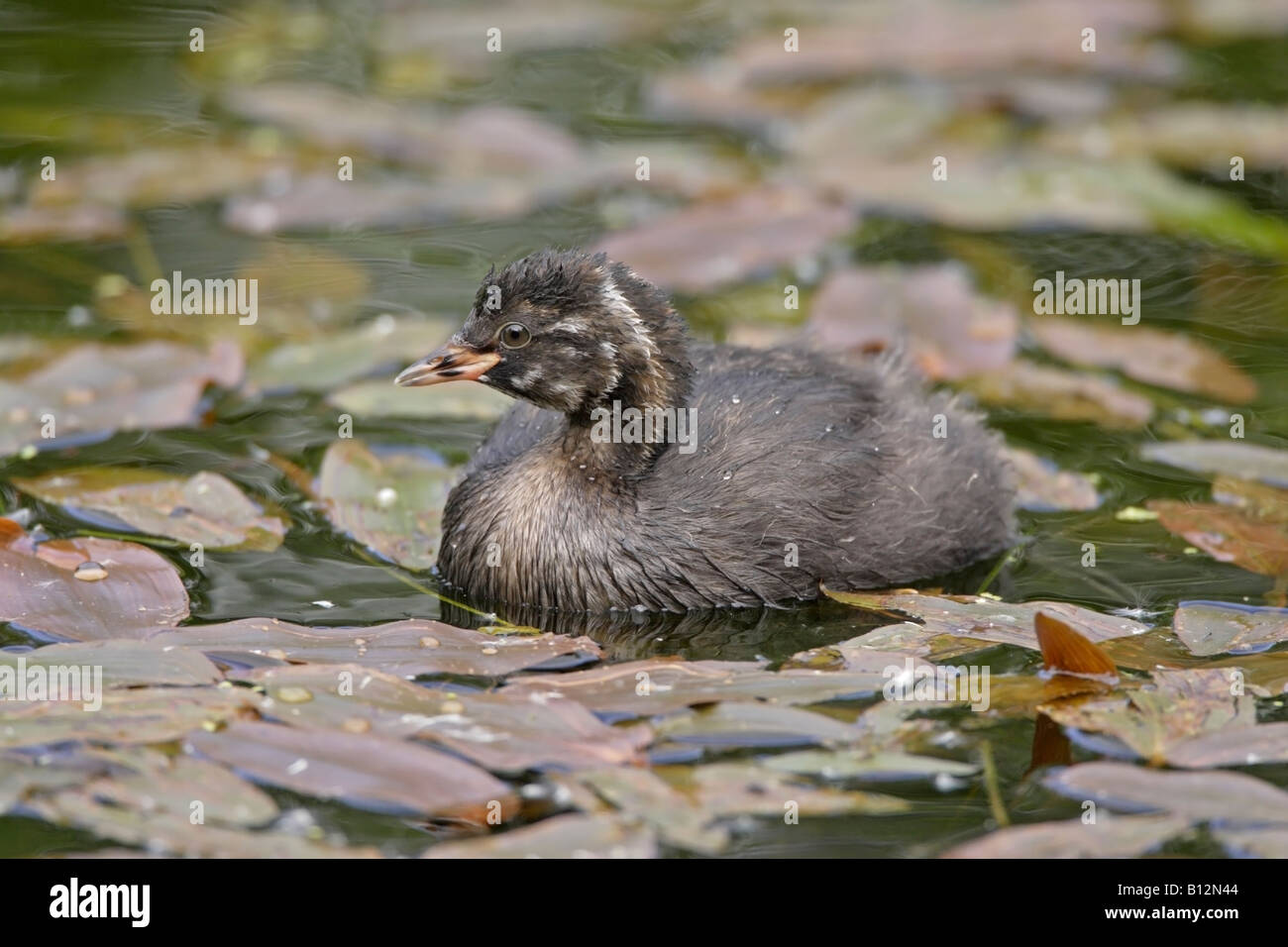 Little Grebe chick swimming Stock Photo - Alamy