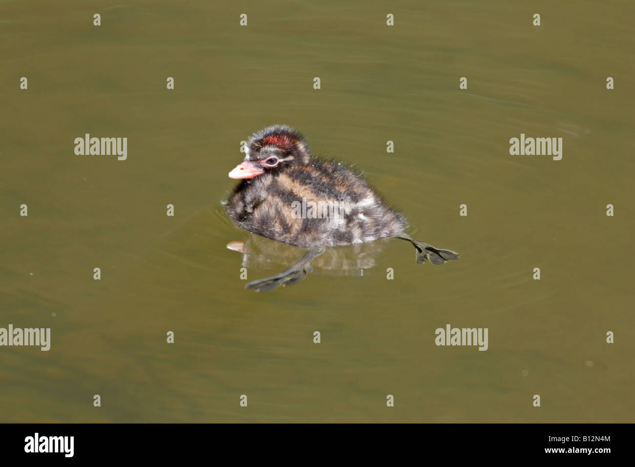 Grebe feet hi-res stock photography and images - Alamy