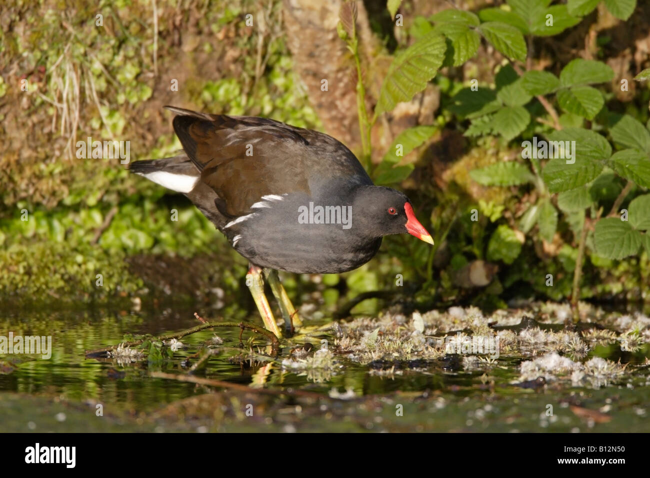 Nature common hi-res stock photography and images - Alamy