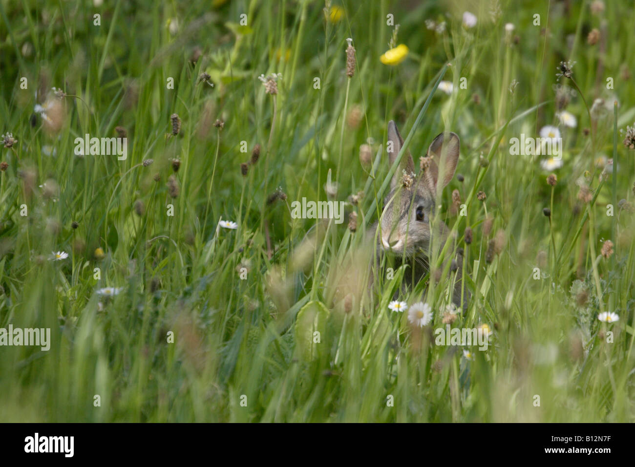 Rabbit in meadow hi-res stock photography and images - Alamy