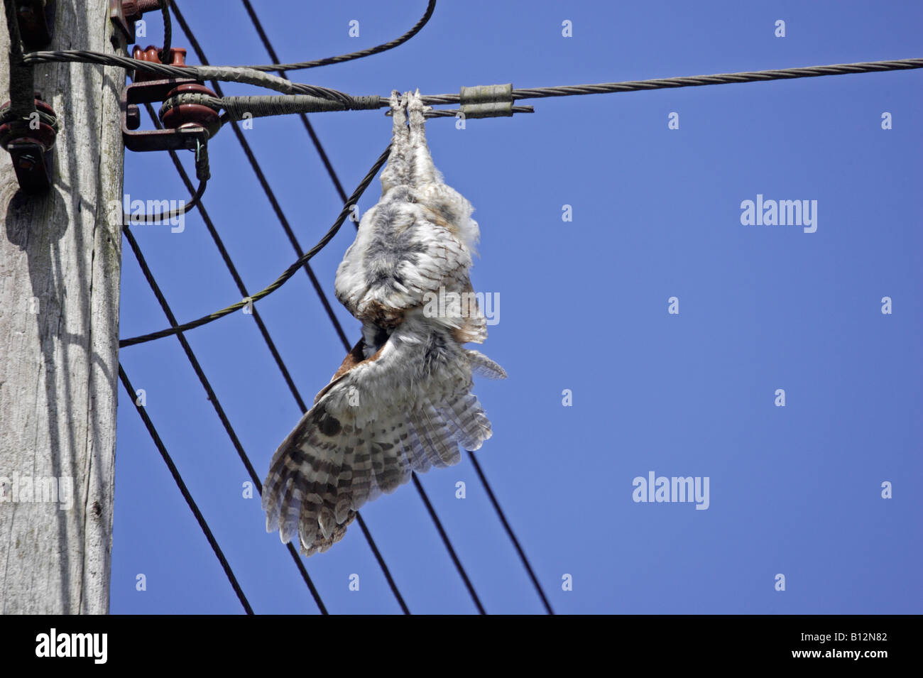 Tawny Owl hanging from power cables Stock Photo - Alamy