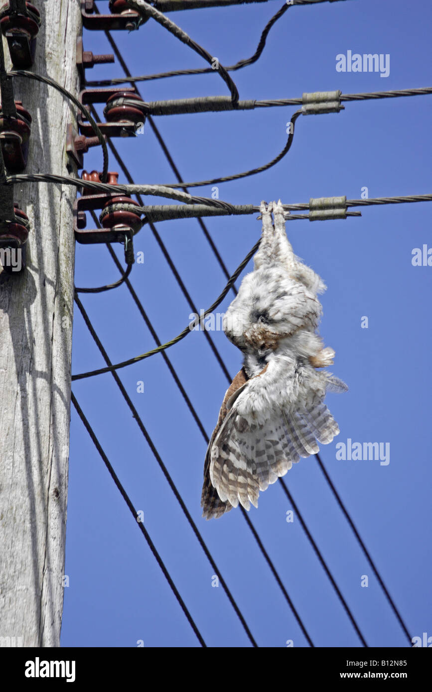Tawny Owl hanging from power cables Stock Photo - Alamy