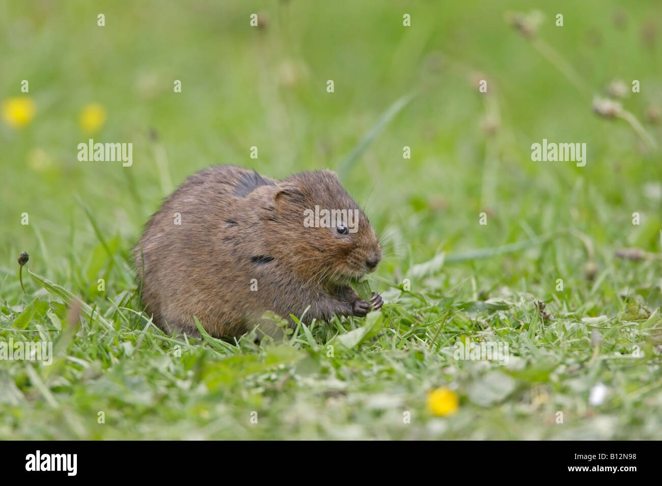 Water Vole at Cromford Canal Stock Photo - Alamy