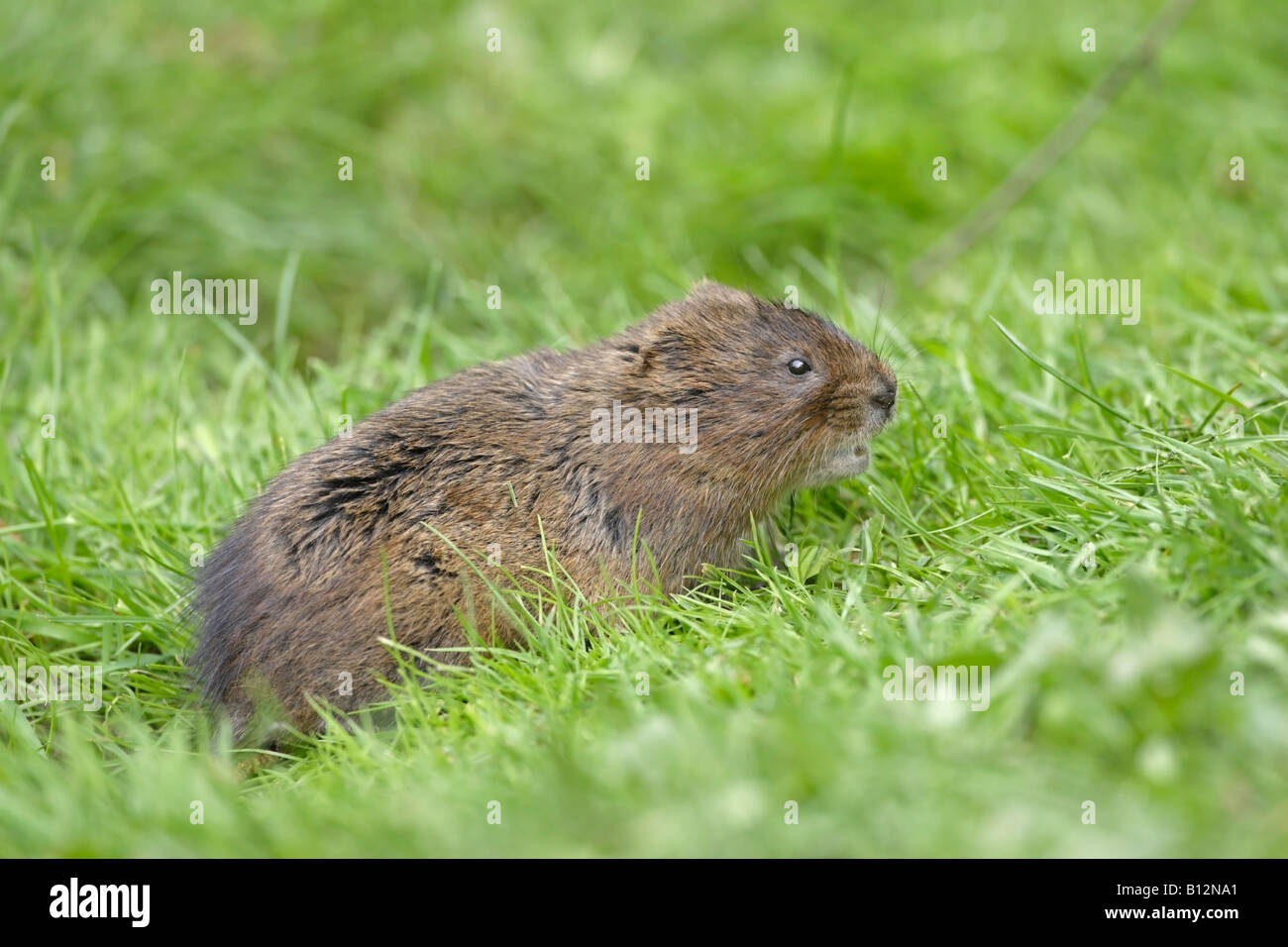 Water Vole at Cromford Canal Stock Photo - Alamy
