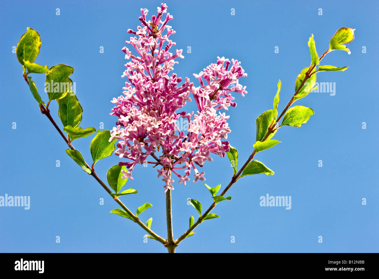 Shrubs twig hi-res stock photography and images - Alamy