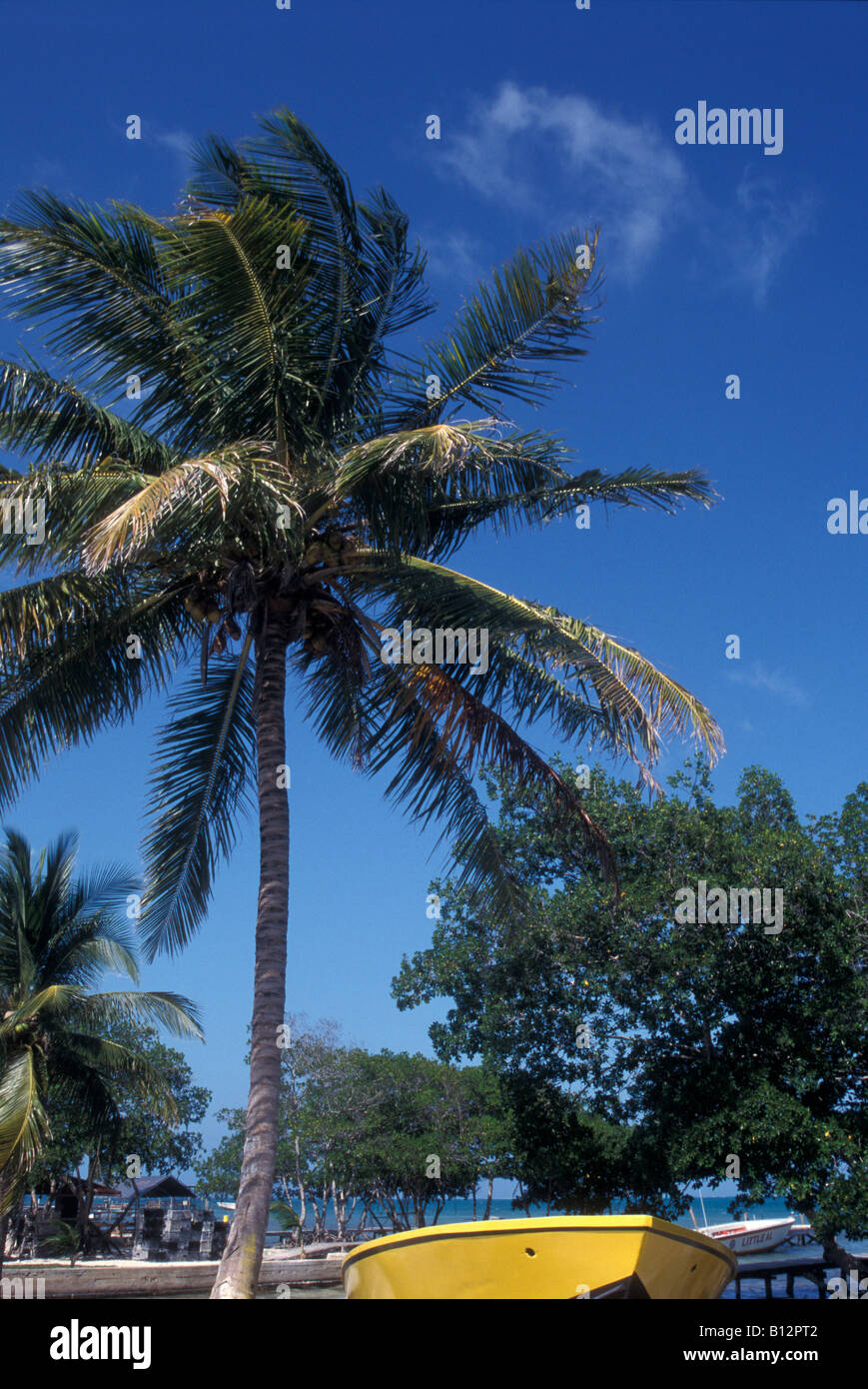 Palm tree and yellow boat, Caye Caulker, Belize Stock Photo - Alamy