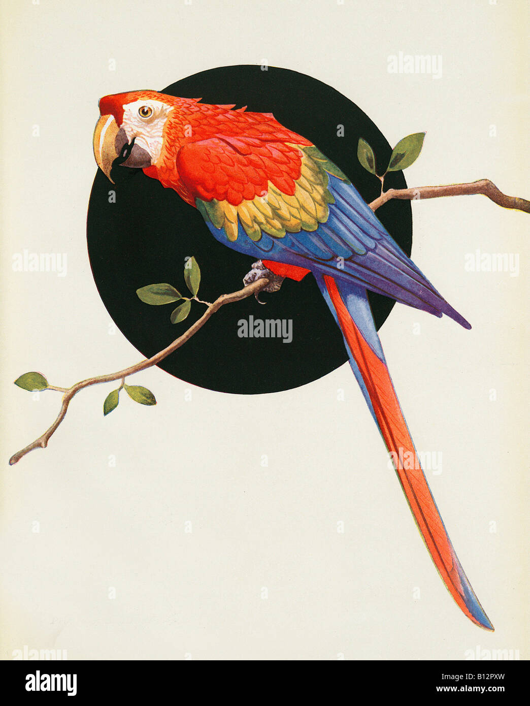 Vintage Parrot Illustration