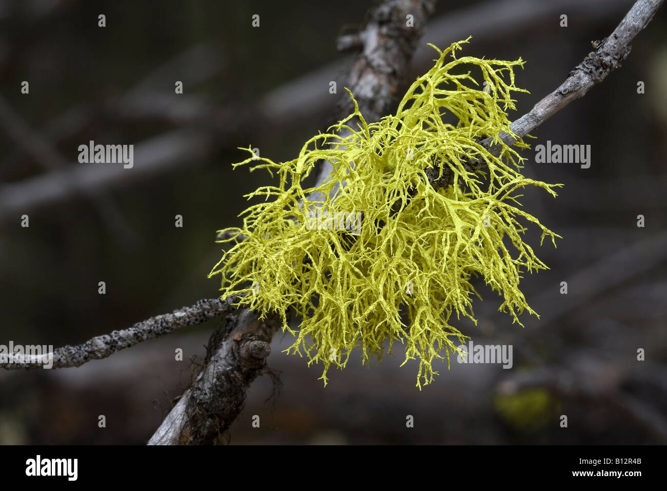 Lichen on pine tree hi-res stock photography and images - Alamy