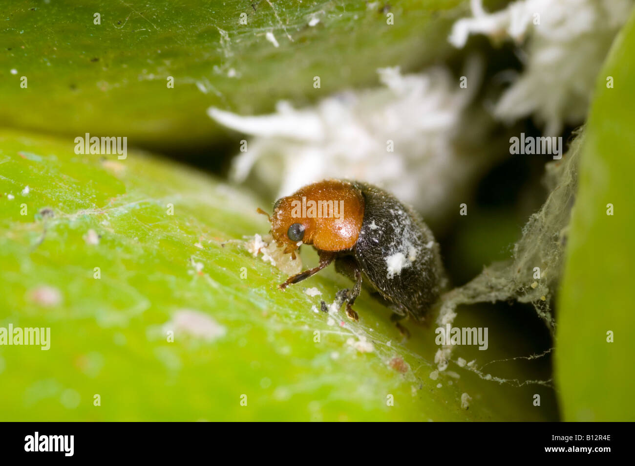 Cryptolaemus ladybird beetle eating citrus hi-res stock photography and ...