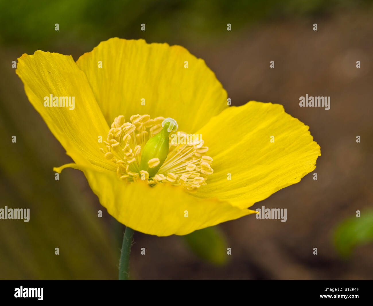 Welsh Poppy Meconopsis cambrica (Papaveraceae Stock Photo - Alamy