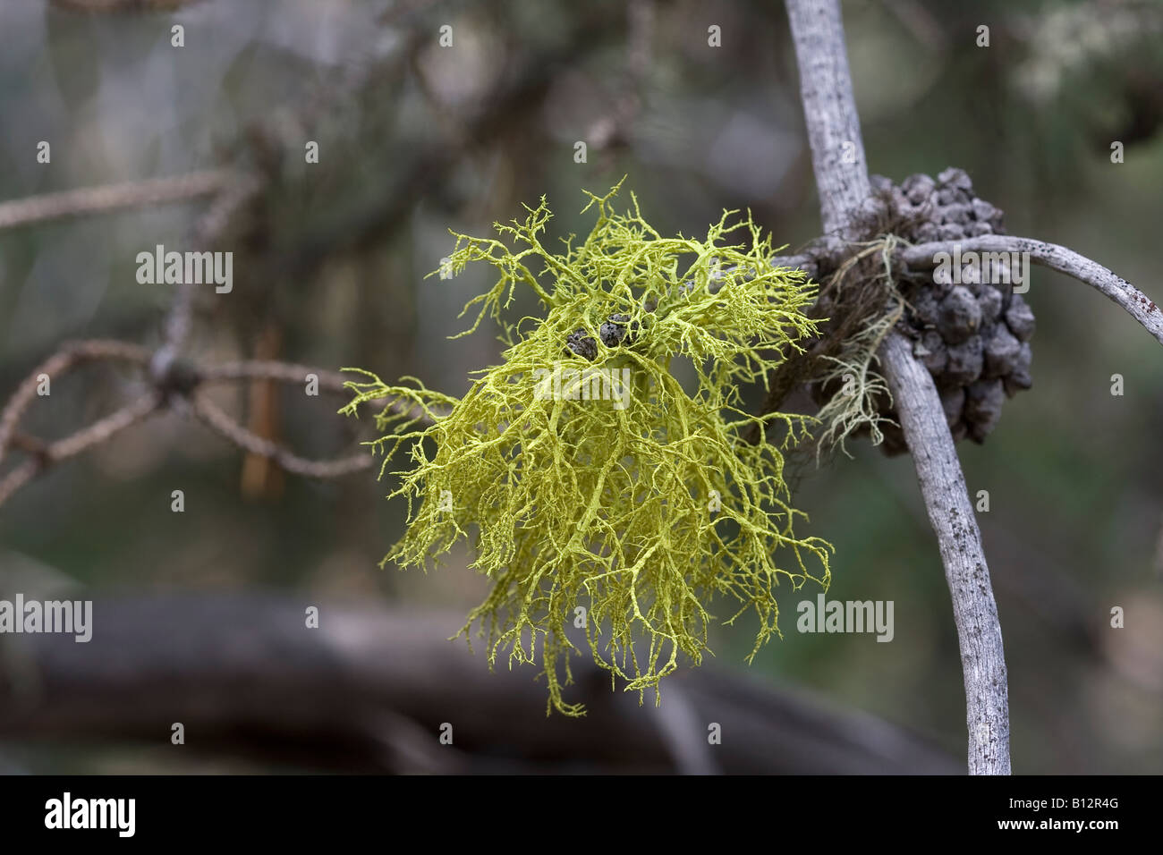 Lichen on a Pine tree Stock Photo - Alamy