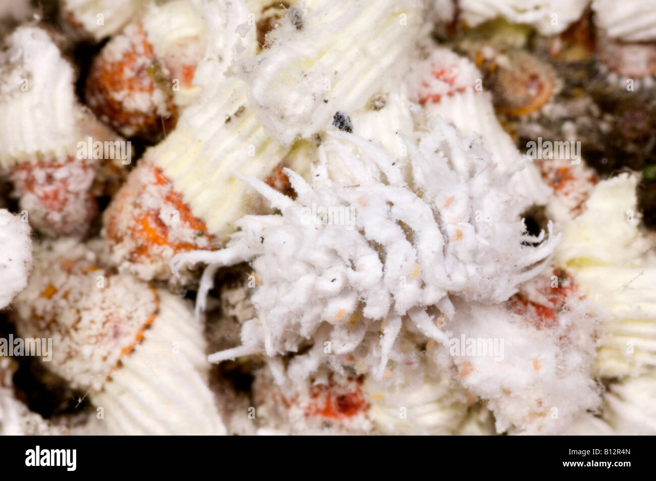 Cottony cushion scale and cryptolaemus ladybird larva Stock Photo - Alamy