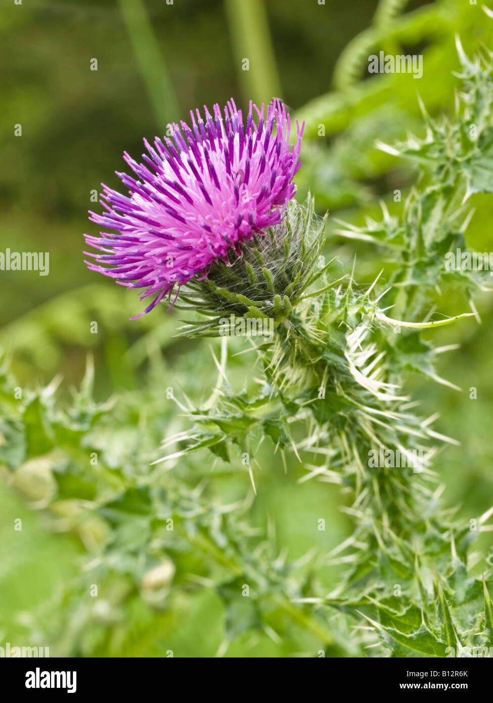 Welted Thistle Carduus crispus (Asteraceae Stock Photo - Alamy