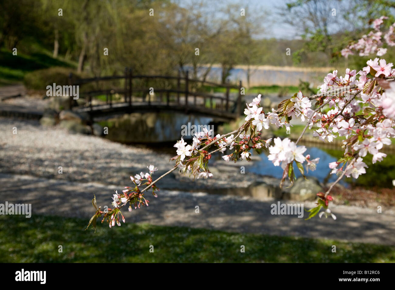 Japanese garden in spring Stock Photo - Alamy