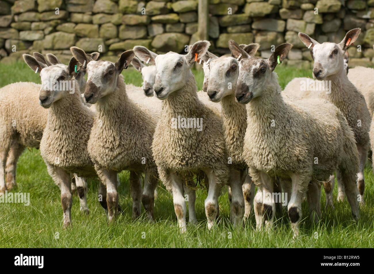 Blue Faced Leicester lambs in field Wark Northumberland Stock Photo - Alamy
