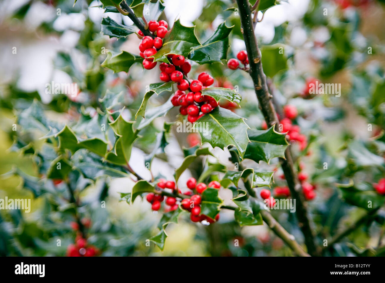 Berries and Leaves of Holly Tree. Ilex aquifolium. Natural Park Basque ...