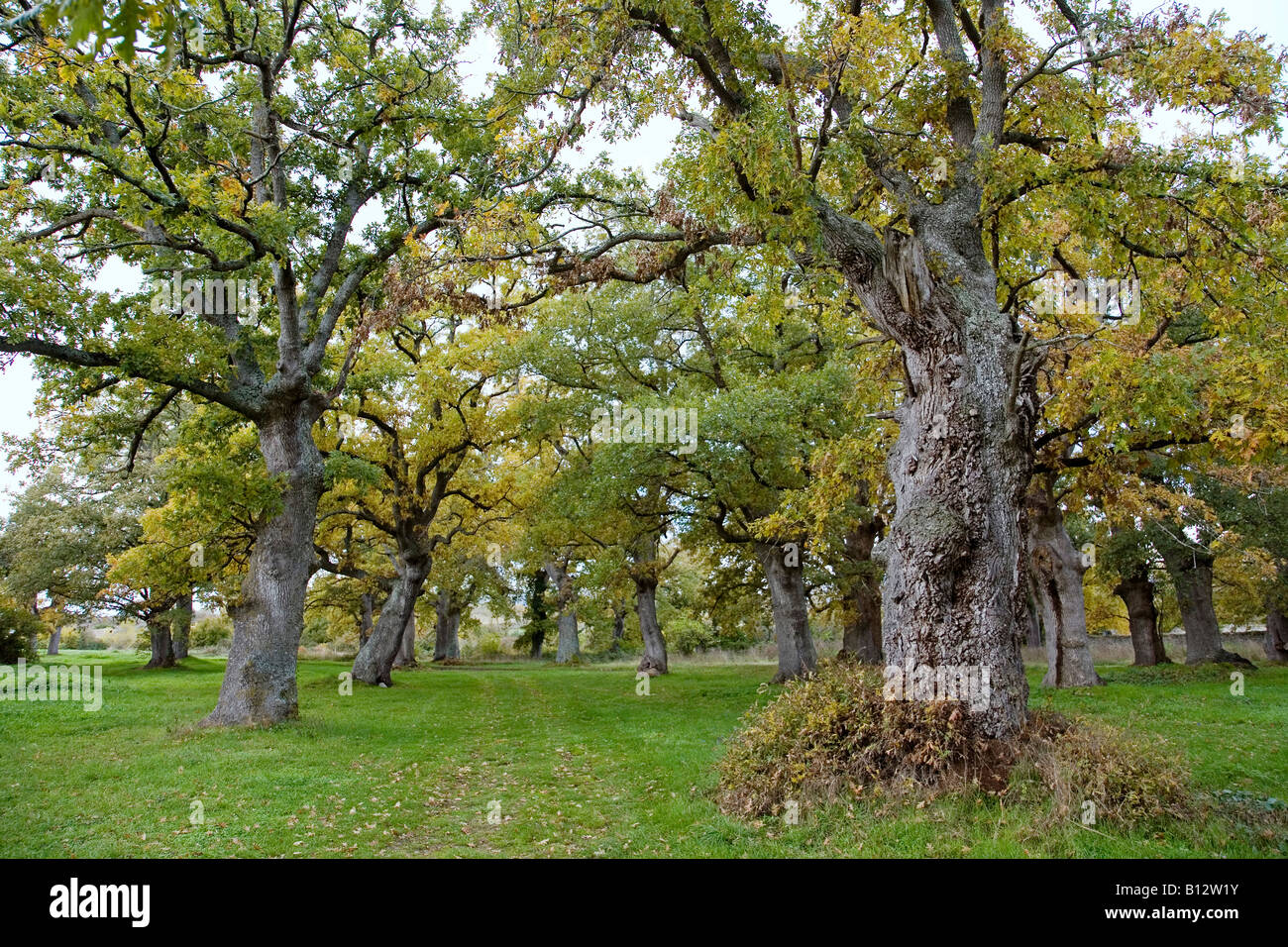 centenarians oak forest burgos castilla leon spain Stock Photo - Alamy