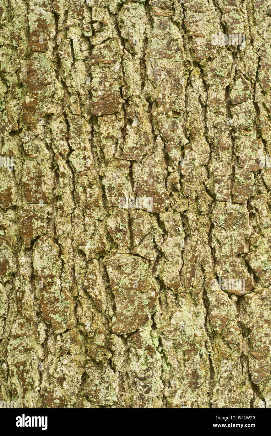 Noble Fir Abies procera close up of the bark of old tree growing in ...