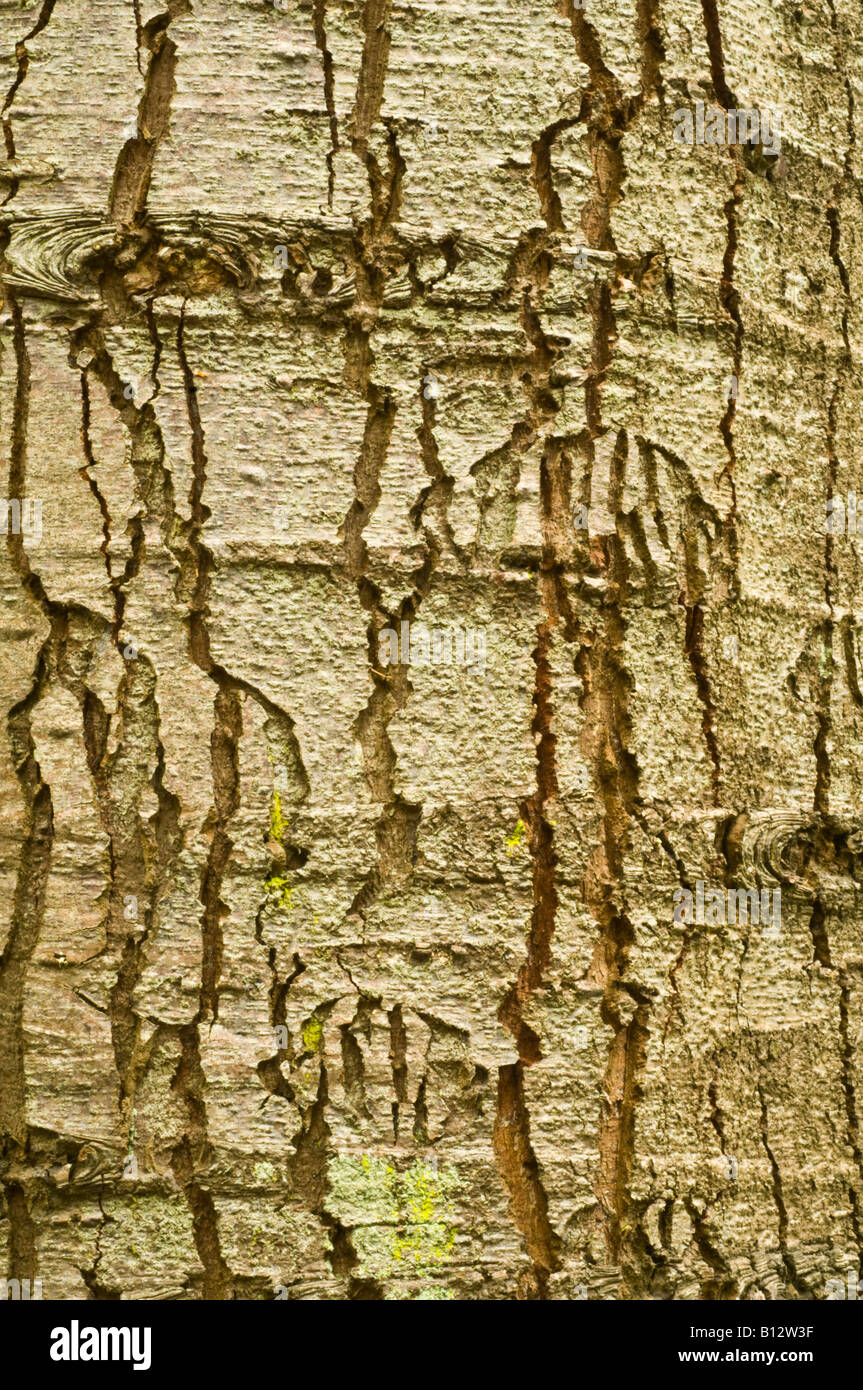 Noble fir tree hi-res stock photography and images - Alamy