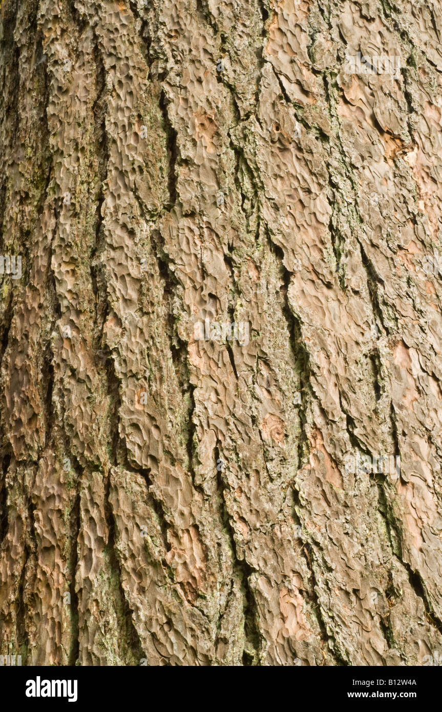 European Larch Larix decidua close up of the bark of old tree ...