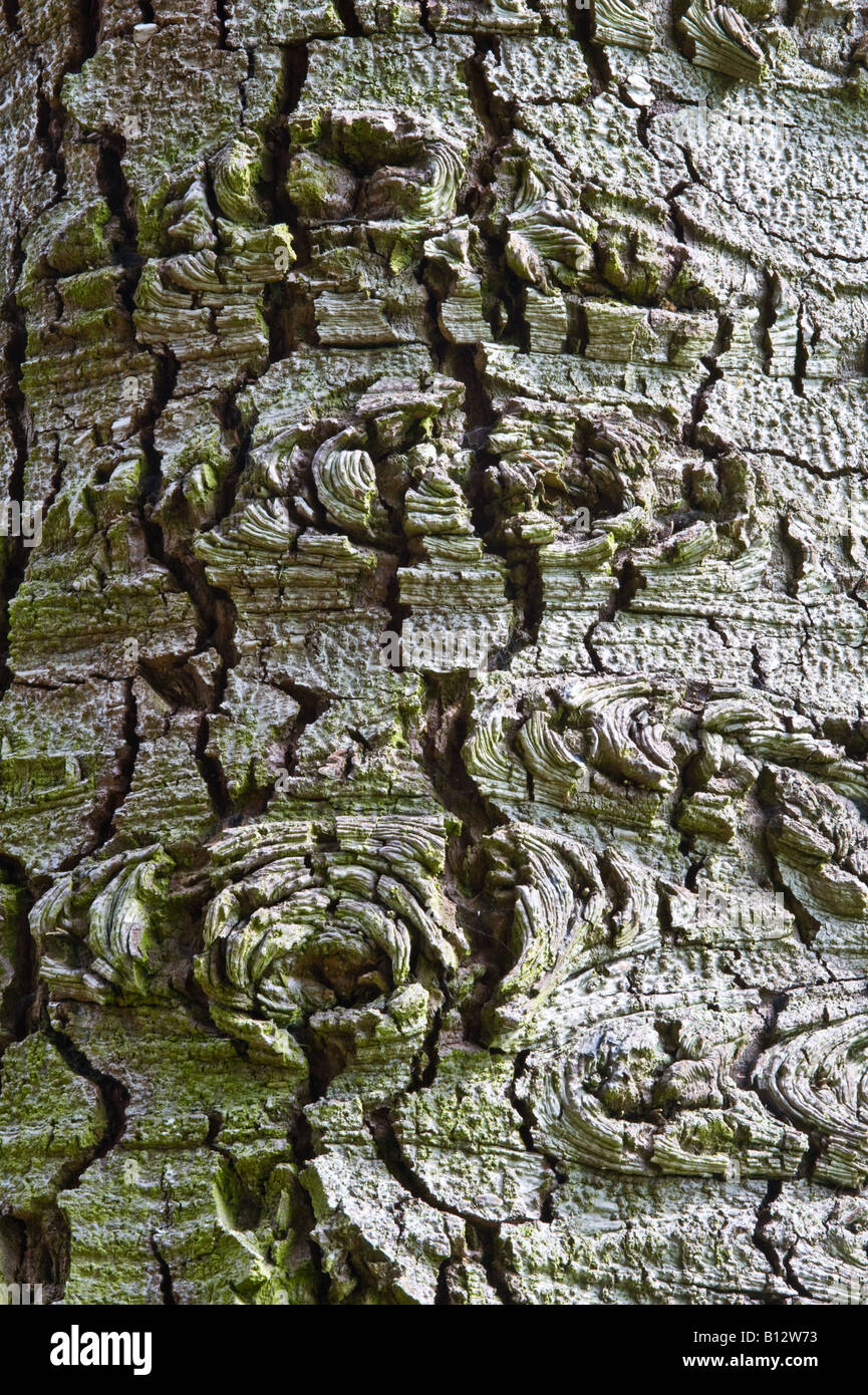 Red fir Abies magnifica close up of bark mature tree Perthshire Big ...