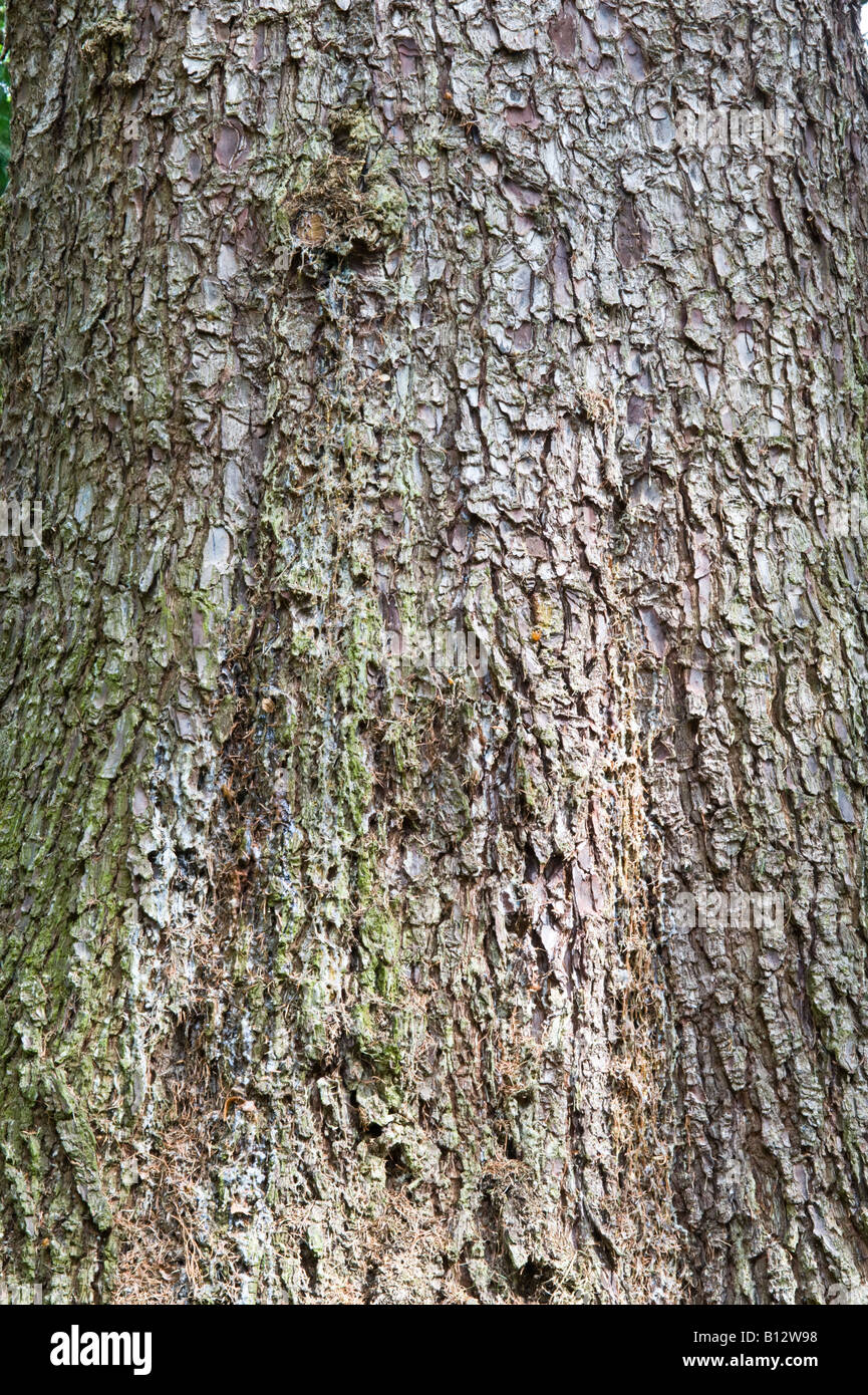 Red fir hi-res stock photography and images - Alamy